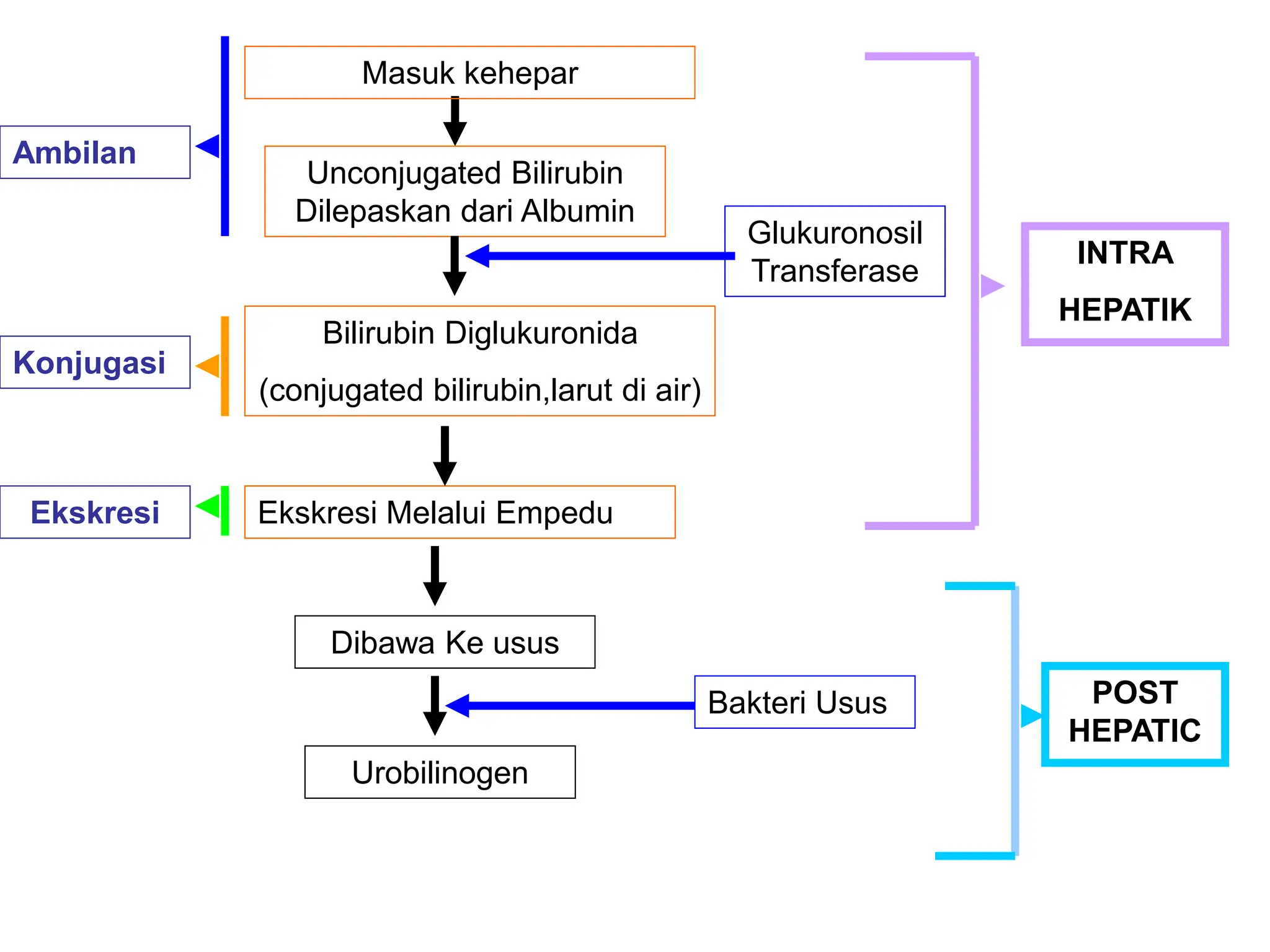 118876380-Metabolisme-Bilirubin pre and post ppt | PPT