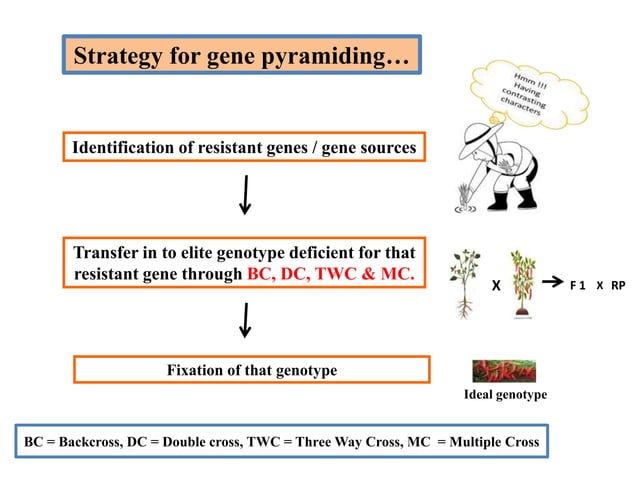 119. Gene Pyramiding A Strategy for Durable Crop Protection in ...
