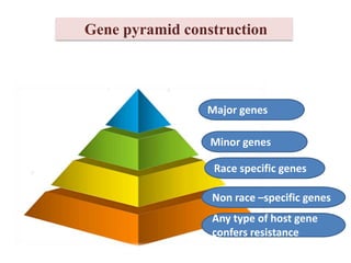 119. Gene Pyramiding A Strategy for Durable Crop Protection in ...