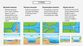 Estuaries | PDF