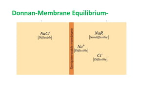 Donnan membane effect.pptx