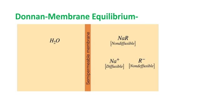 Donnan membane effect.pptx | Chemistry | Science