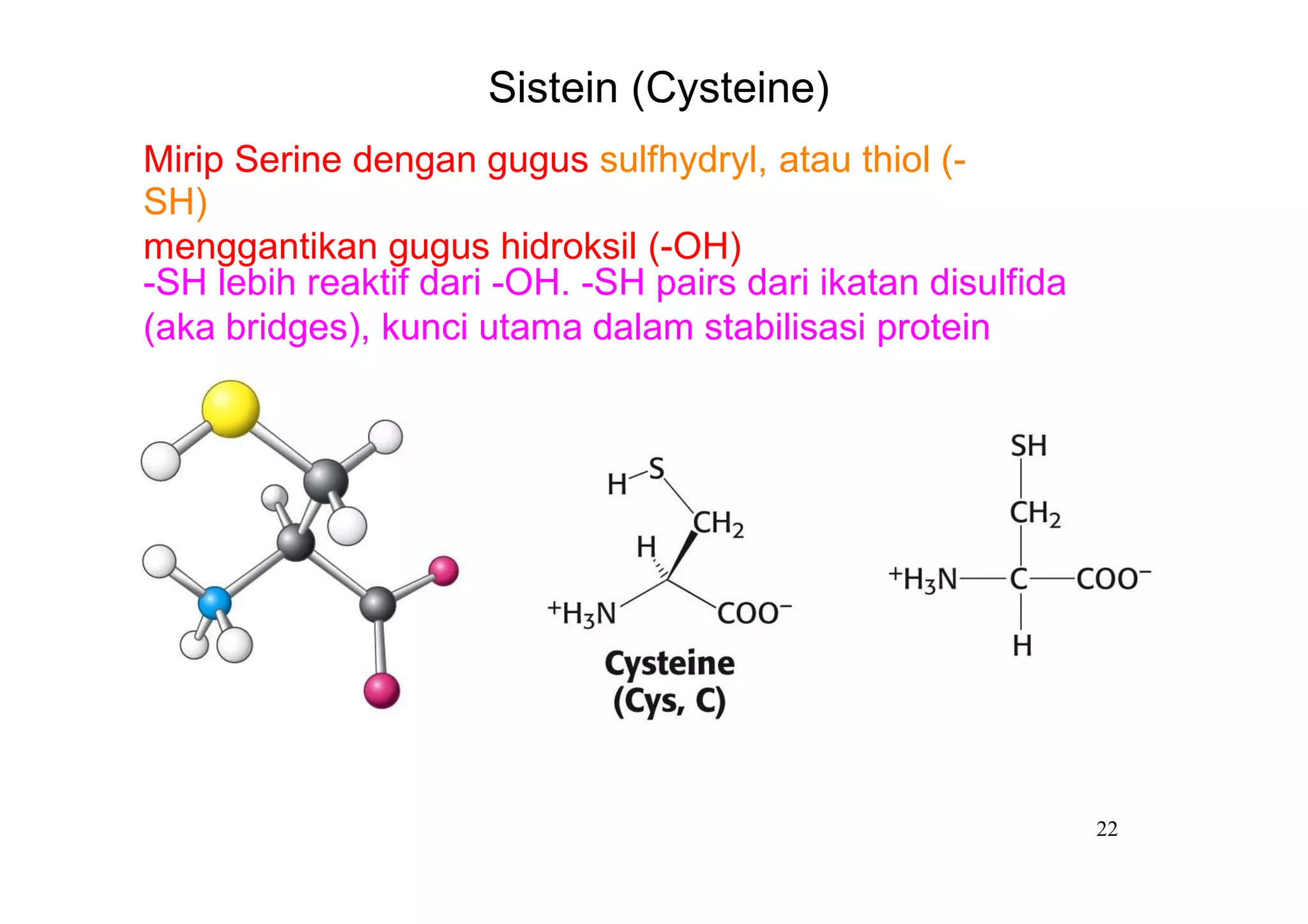 Struktur Dan Fungsi Protein | PPT