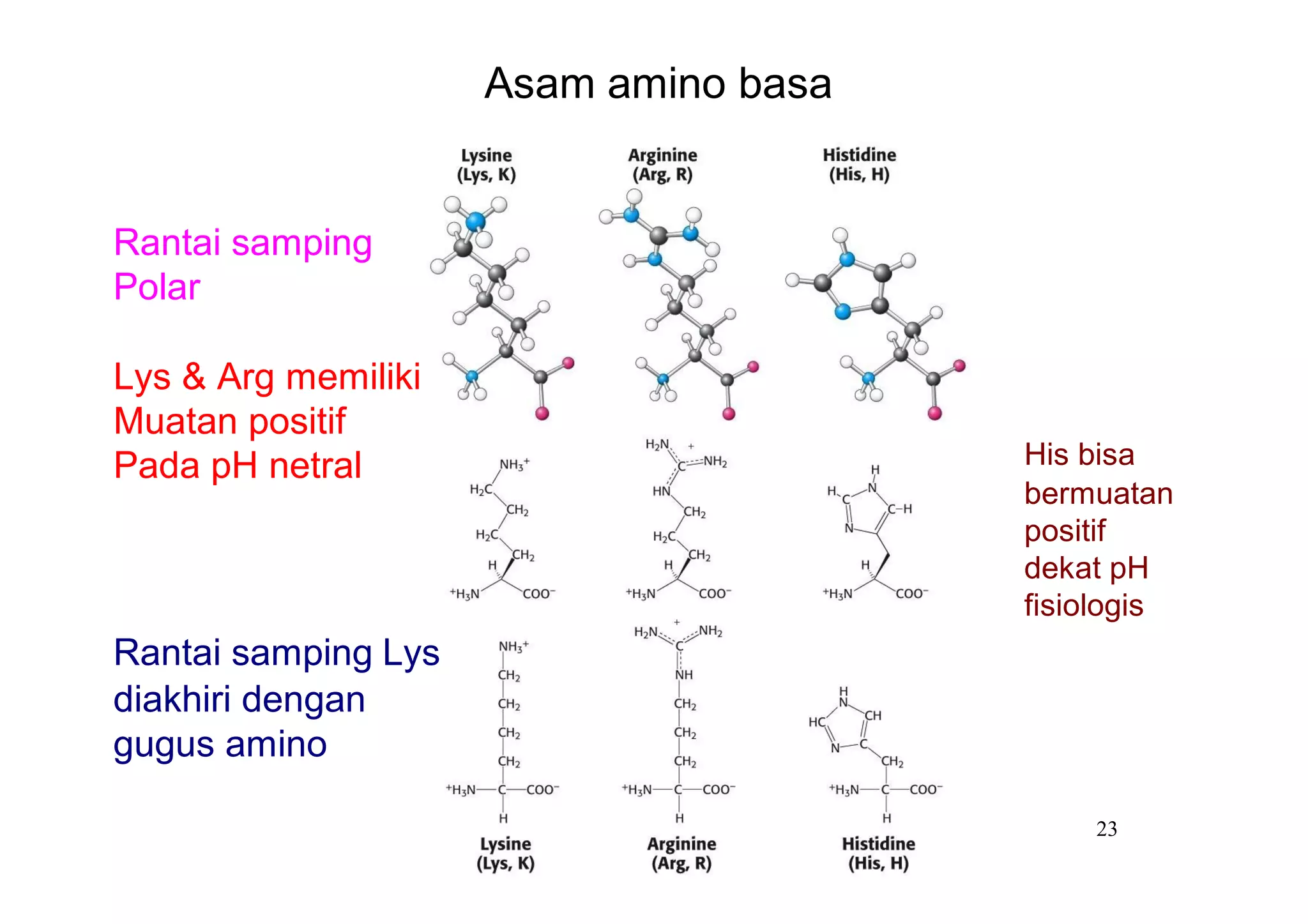 Struktur Dan Fungsi Protein | PPT