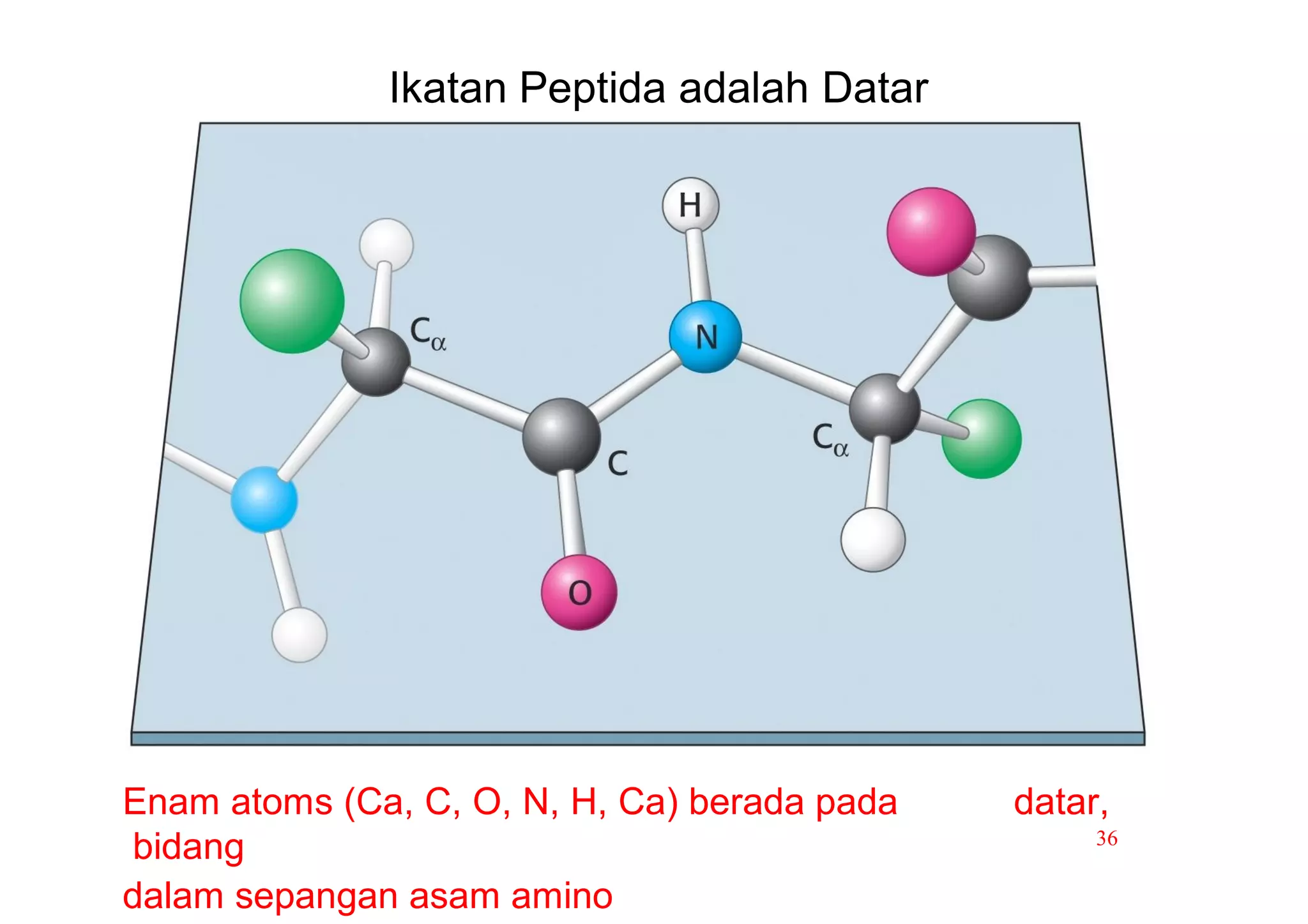 Struktur Dan Fungsi Protein | PPT