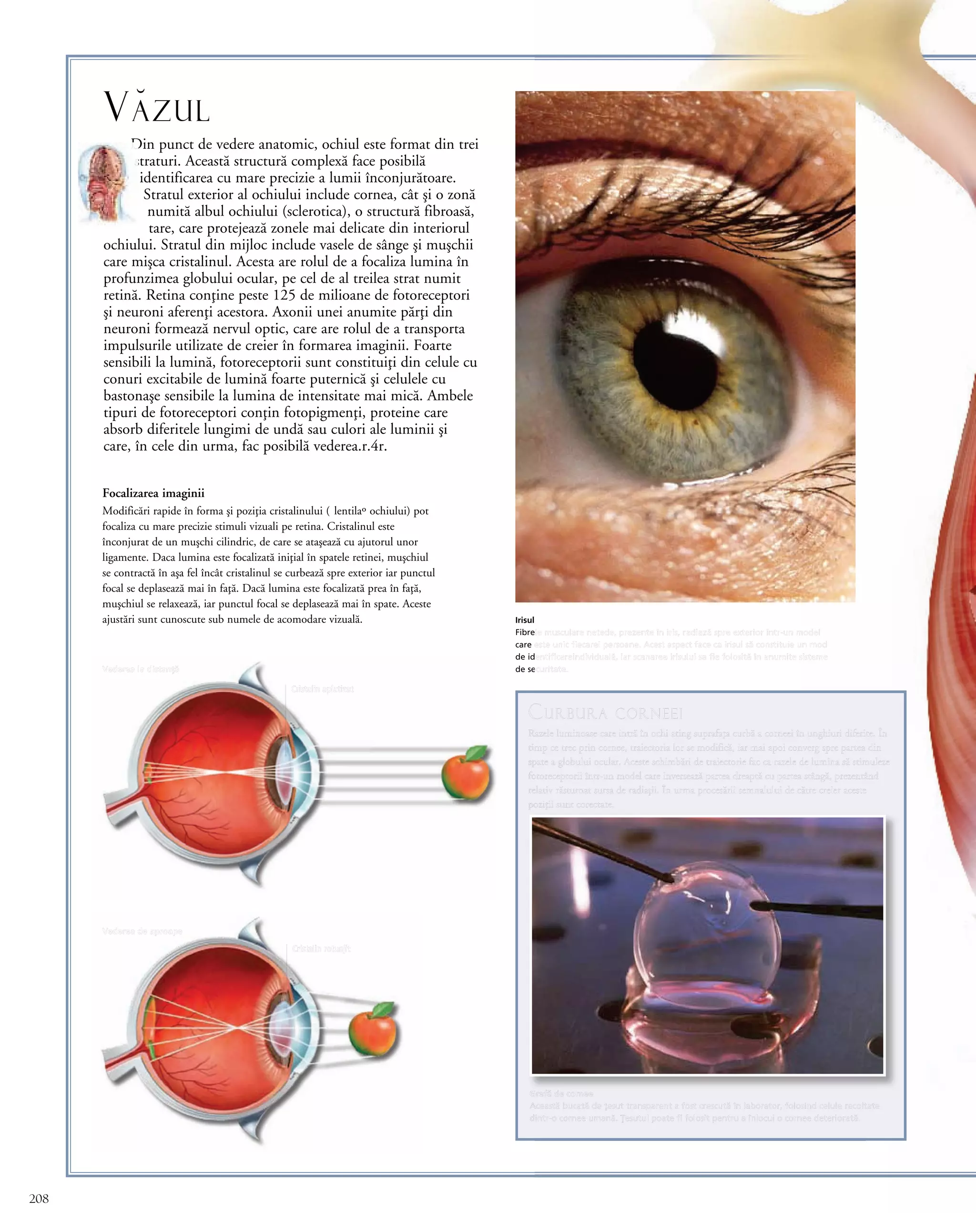 119655376 marele-atlas-al-corpului-uman | PDF