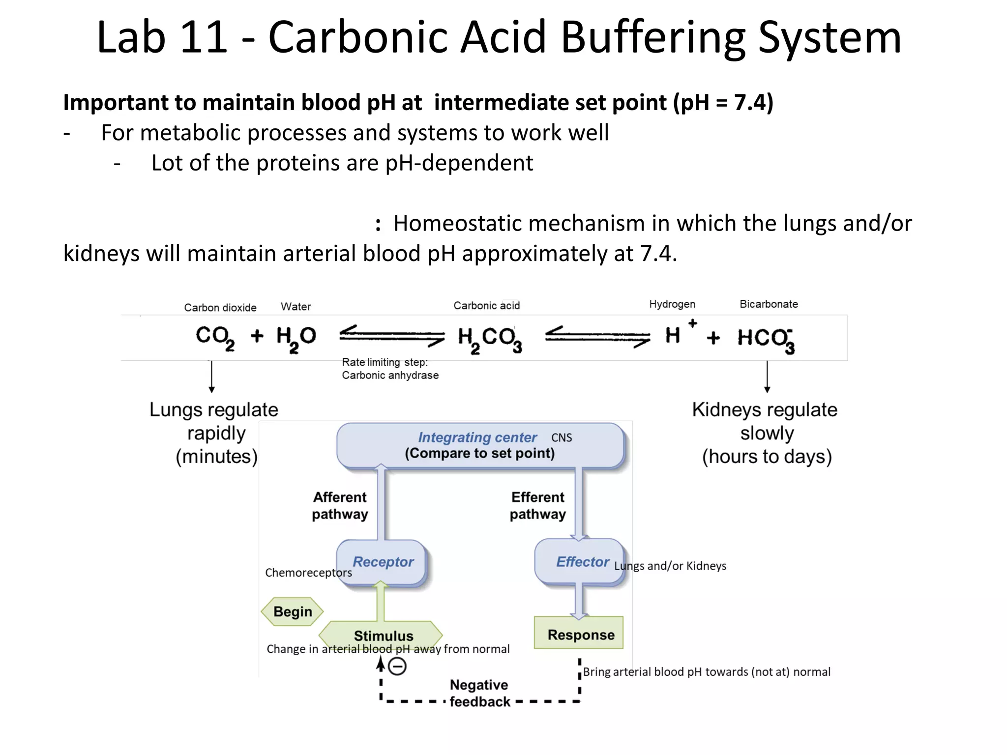 Blood pH balance | PDF