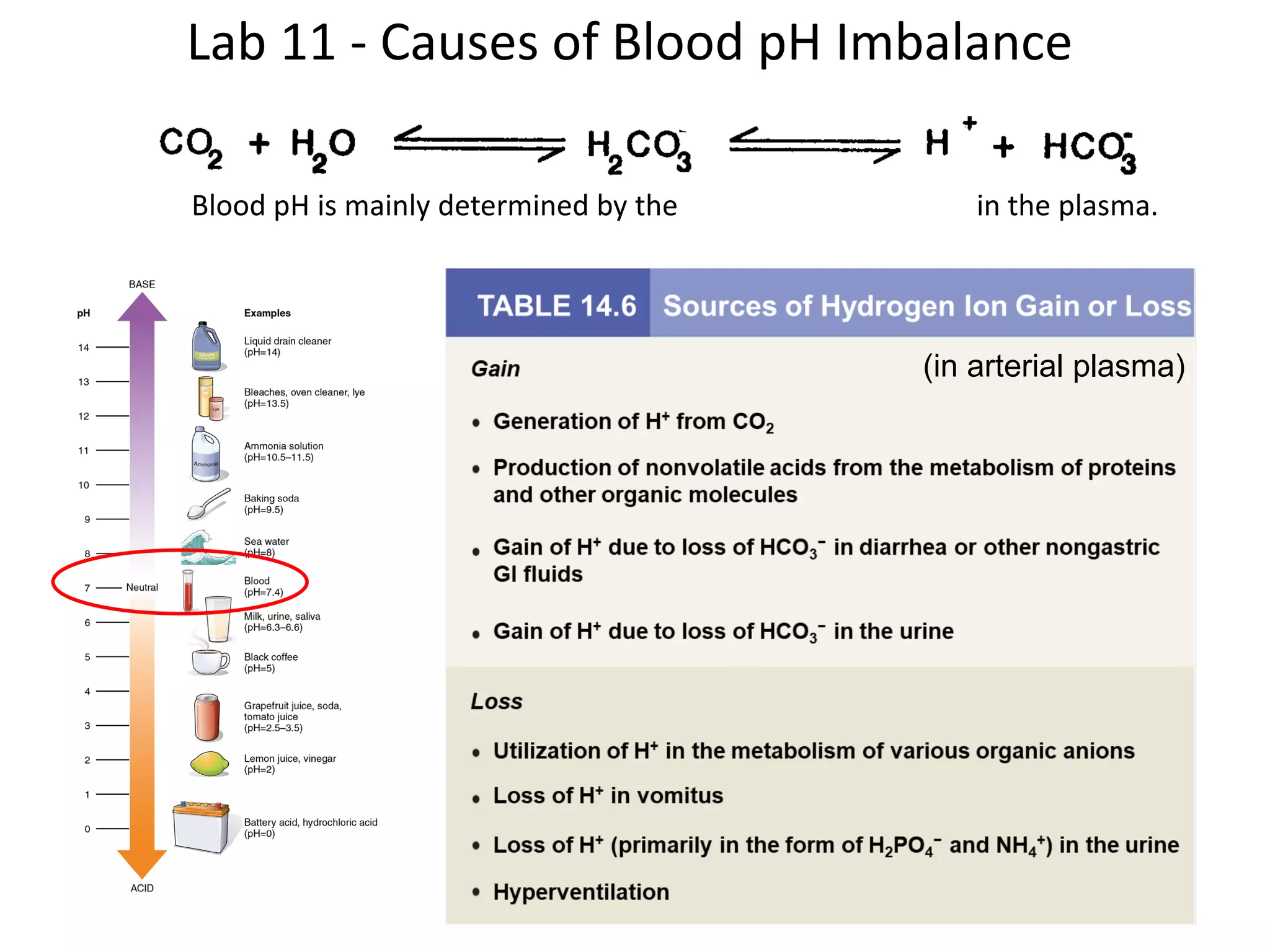 Blood Ph Balance Pdf