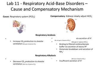 Blood pH balance | PDF