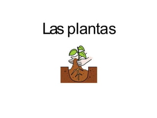 características y necesidades de las plantas.pptx