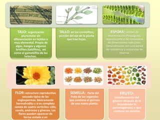 11 algas y_plantas2 | PPTX