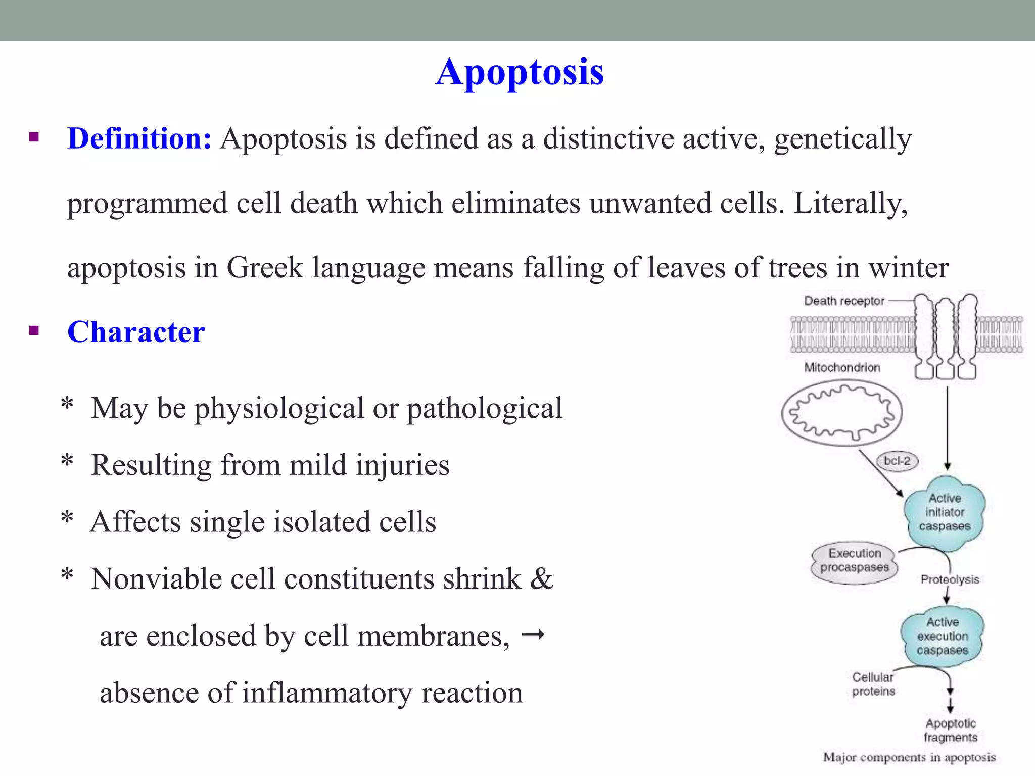 Apoptosis | PPT