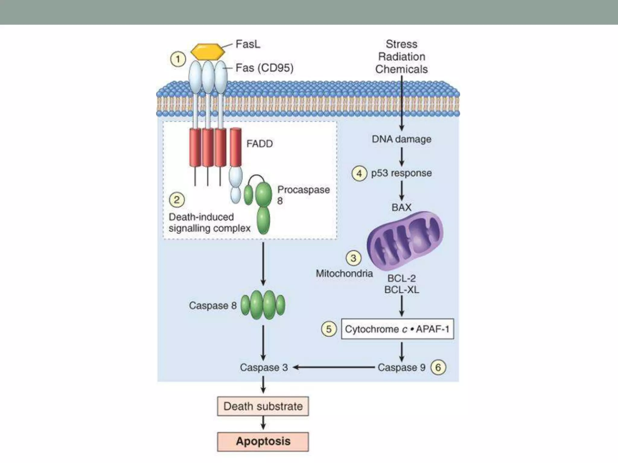 Apoptosis | PPT