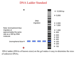 agarose gel electrophoresis By Dr YOUSIF ,UOD | PPT