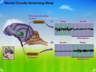 11a sleep and wakefullness | PPT
