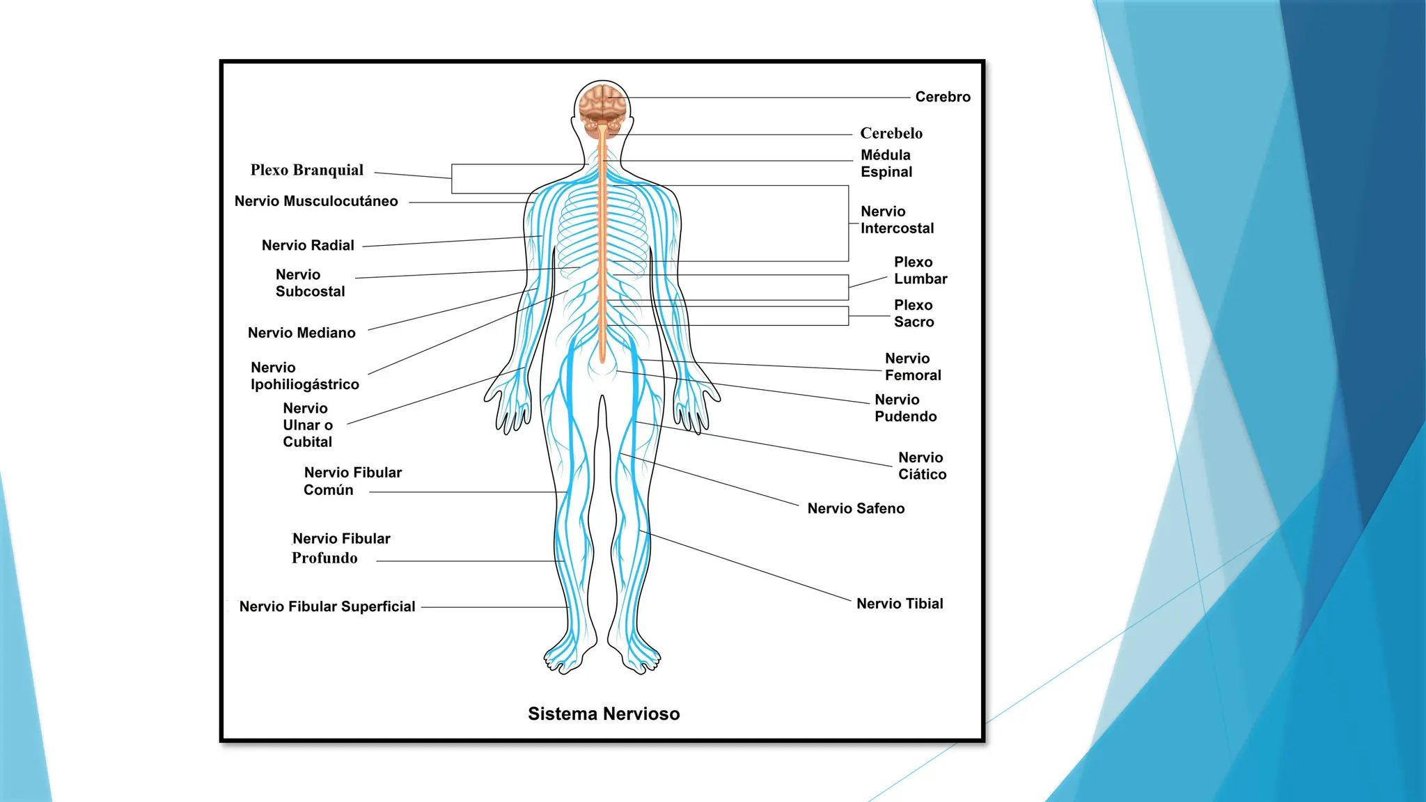 EL SISTEMA NERVIOSO DEL CUERPO HUMANO.pptx