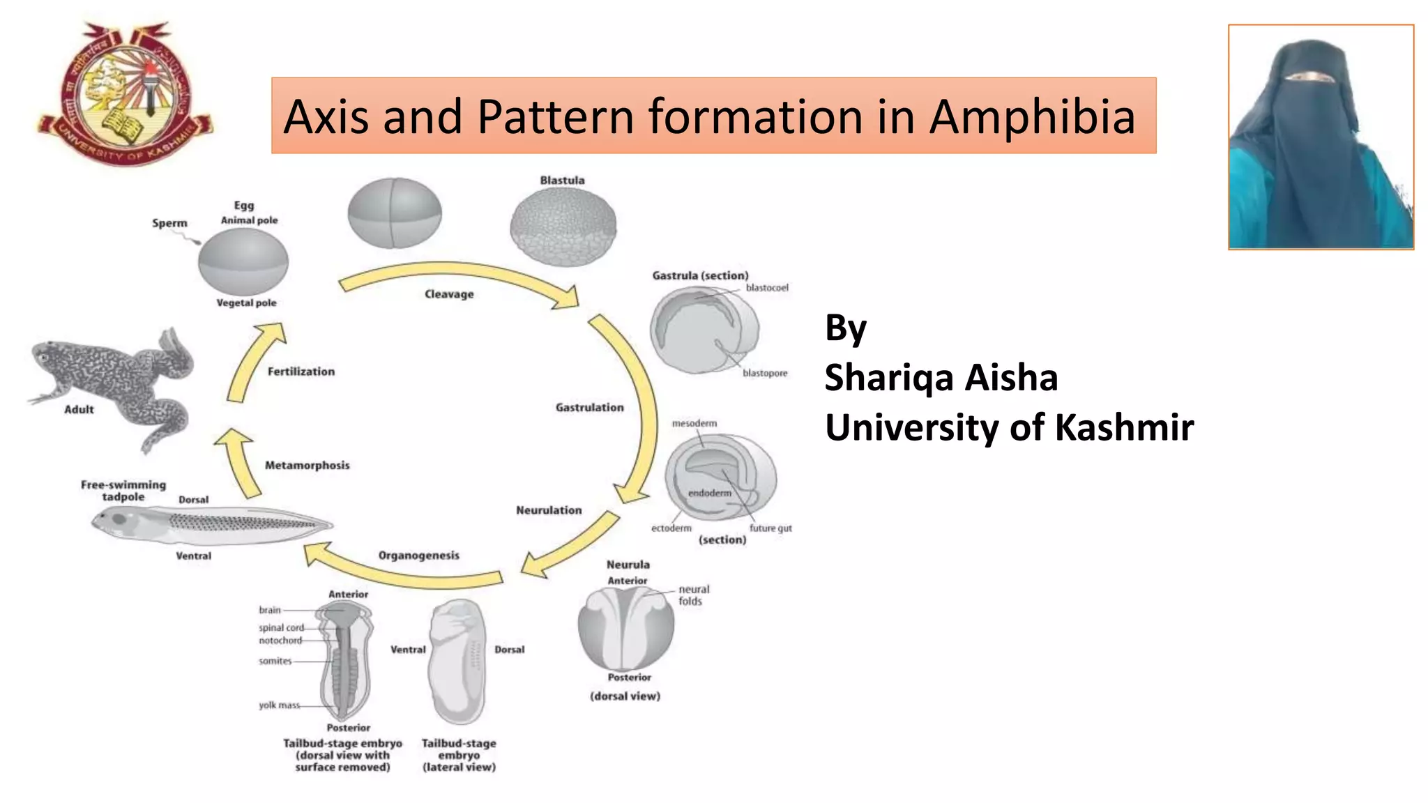 Axis and pattern formation in amphibia | PPTX | Biological Sciences ...