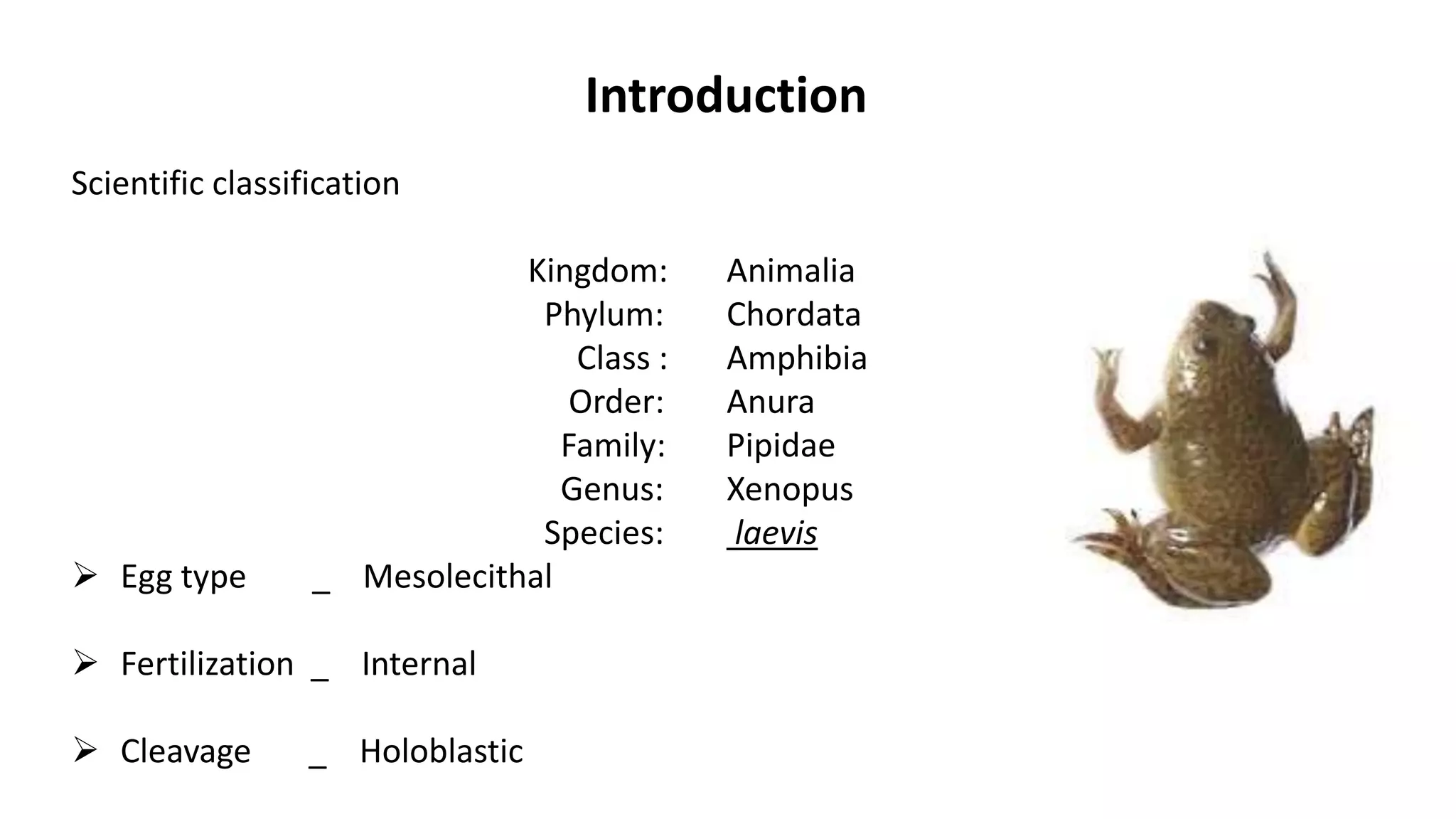 Axis and pattern formation in amphibia | PPTX