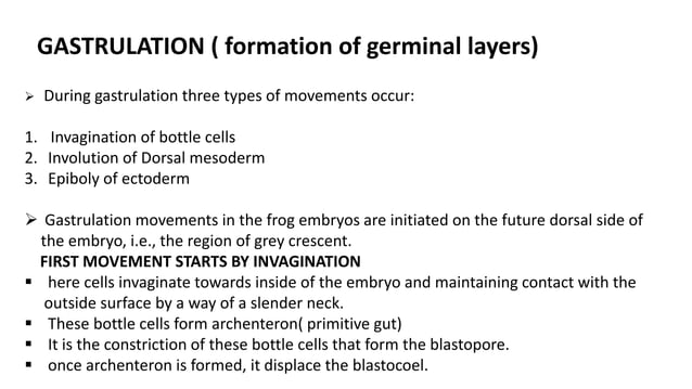 Axis and pattern formation in amphibia | PPTX | Biological Sciences ...