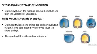 Axis and pattern formation in amphibia | PPTX