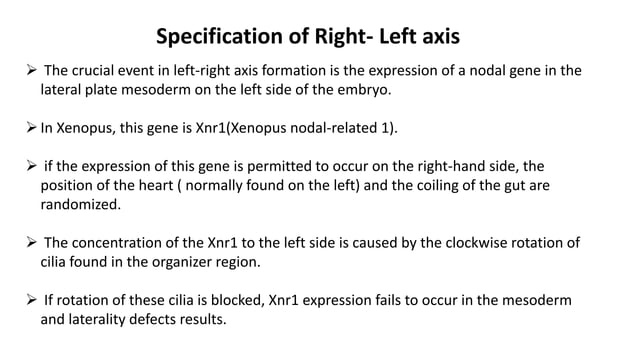 Axis and pattern formation in amphibia | PPTX | Biological Sciences ...