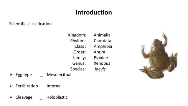 Axis and pattern formation in amphibia | PPTX | Biological Sciences ...