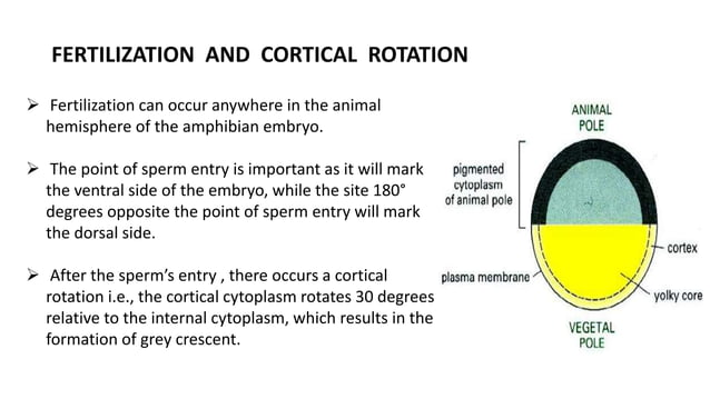 Axis and pattern formation in amphibia | PPTX | Biological Sciences ...