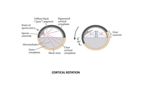 Axis and pattern formation in amphibia | PPTX