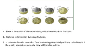 Axis and pattern formation in amphibia | PPTX