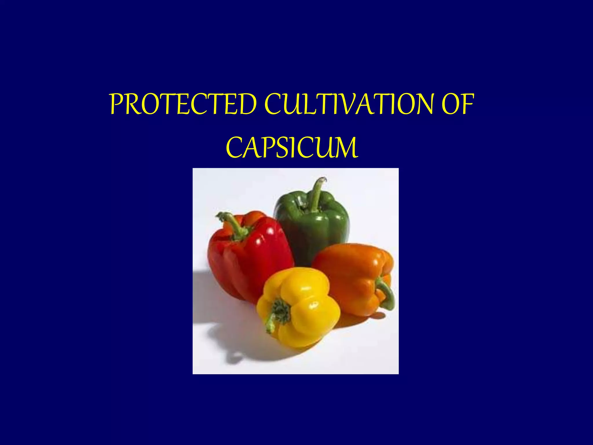 11b.Protected cultivation of capsicum.ppt