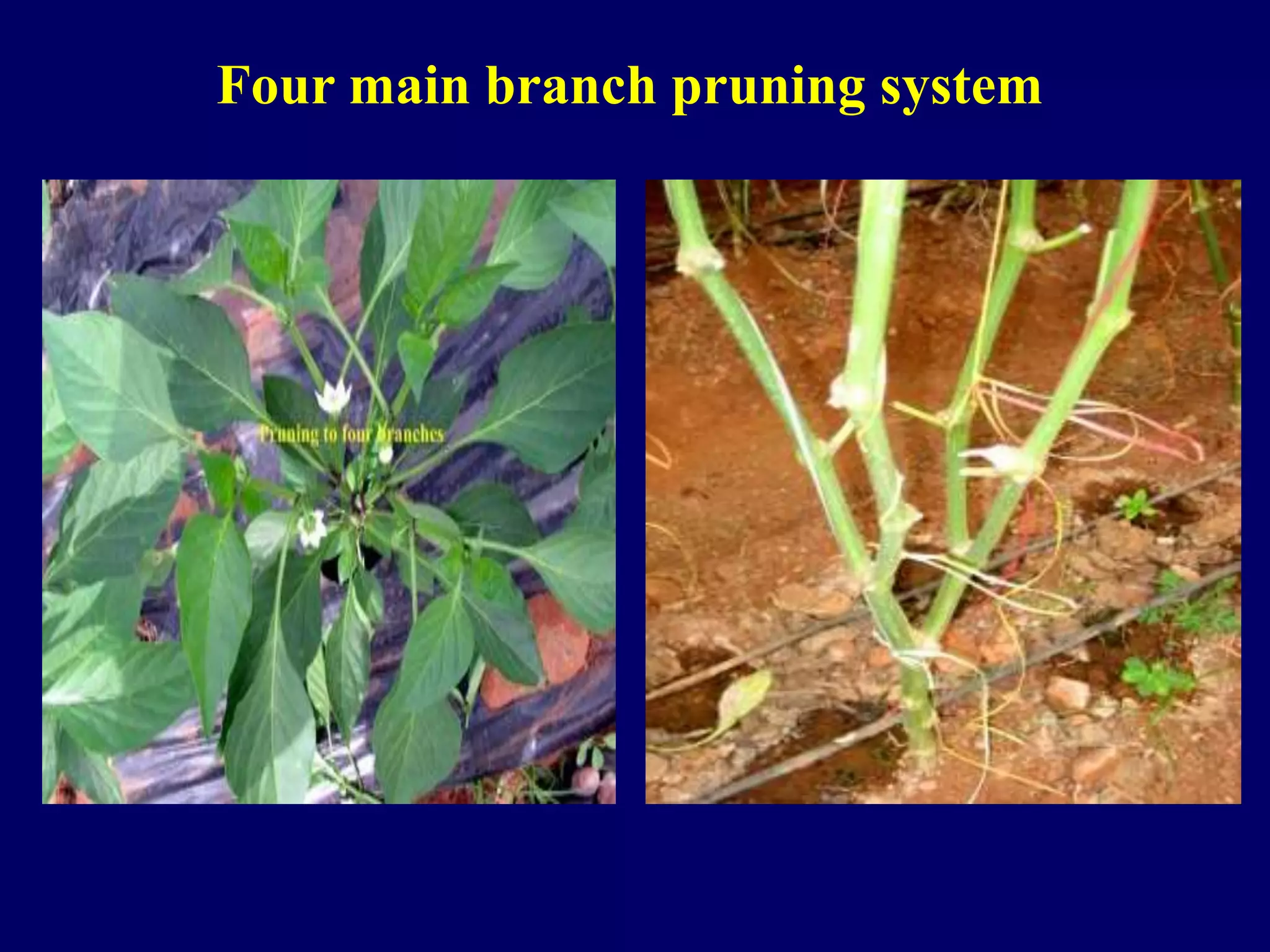 11b.Protected cultivation of capsicum.ppt