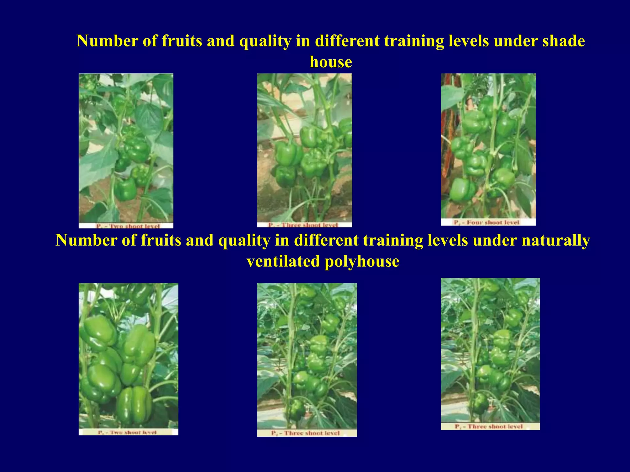11b.Protected cultivation of capsicum.ppt
