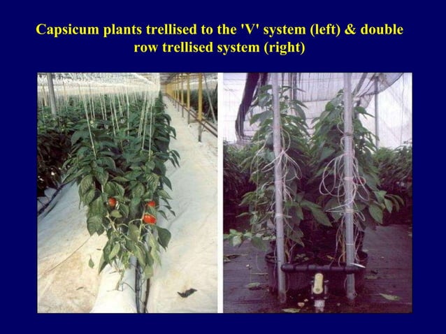 11b.Protected cultivation of capsicum.ppt