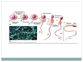 REPRODUKSI MANUSIA materi IPA kelas IX SMP | PPT