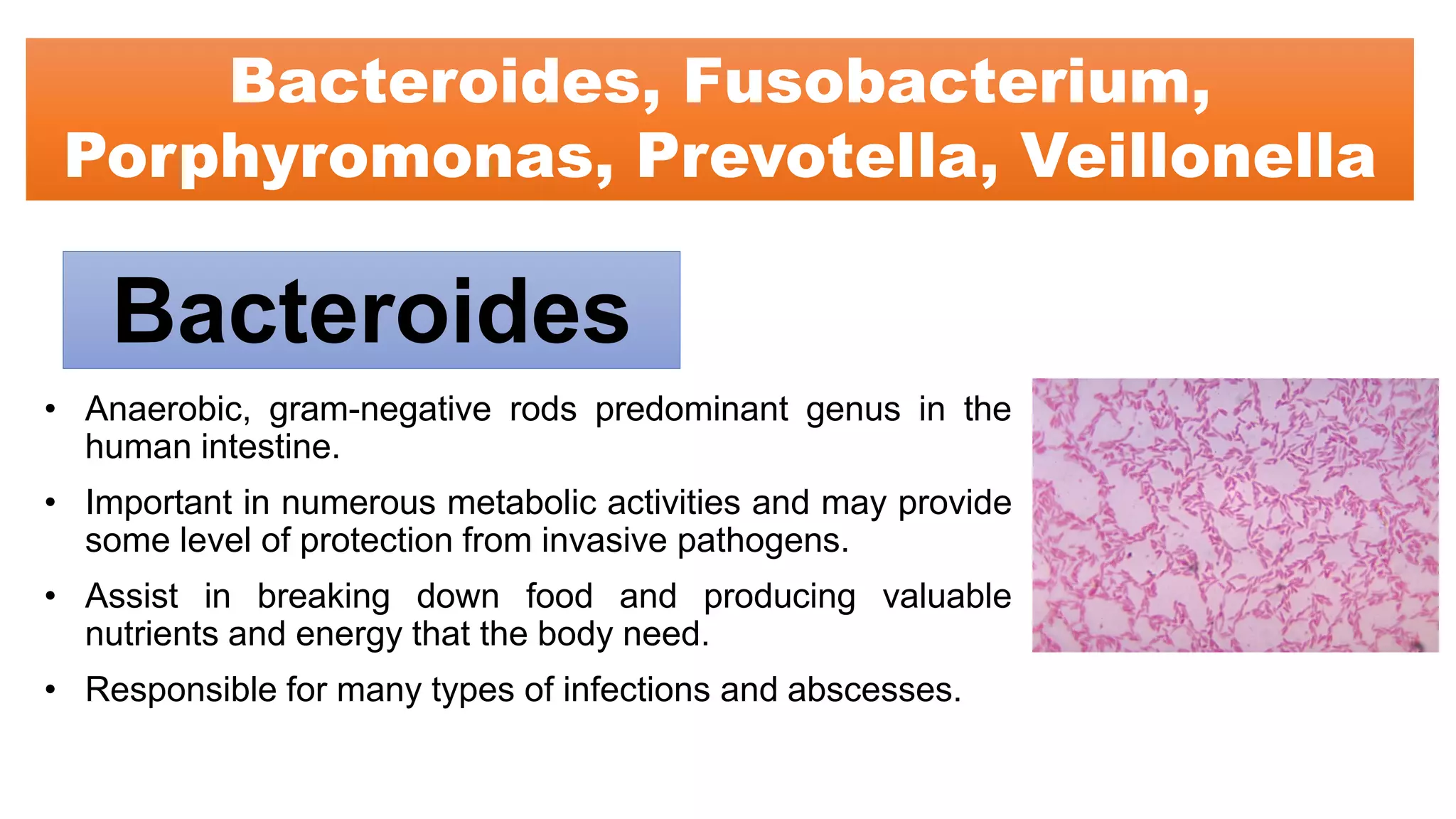 11_Bacteroides,_Fusobacterium,_Porphyromonas,_Prevotella,_Veillonella.pdf