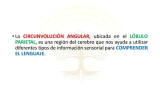 Bases Biológicas del lenguaje | PPTX