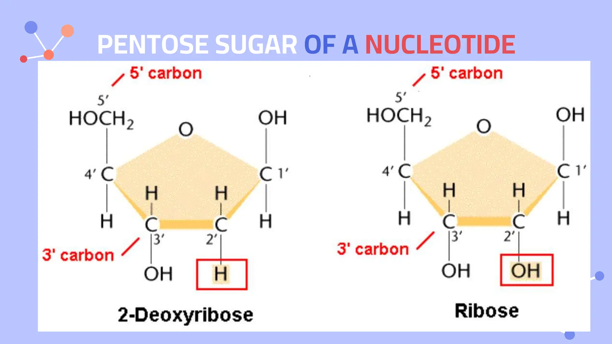 Nucleic Acid DNA and RNA for High School Students.pptx