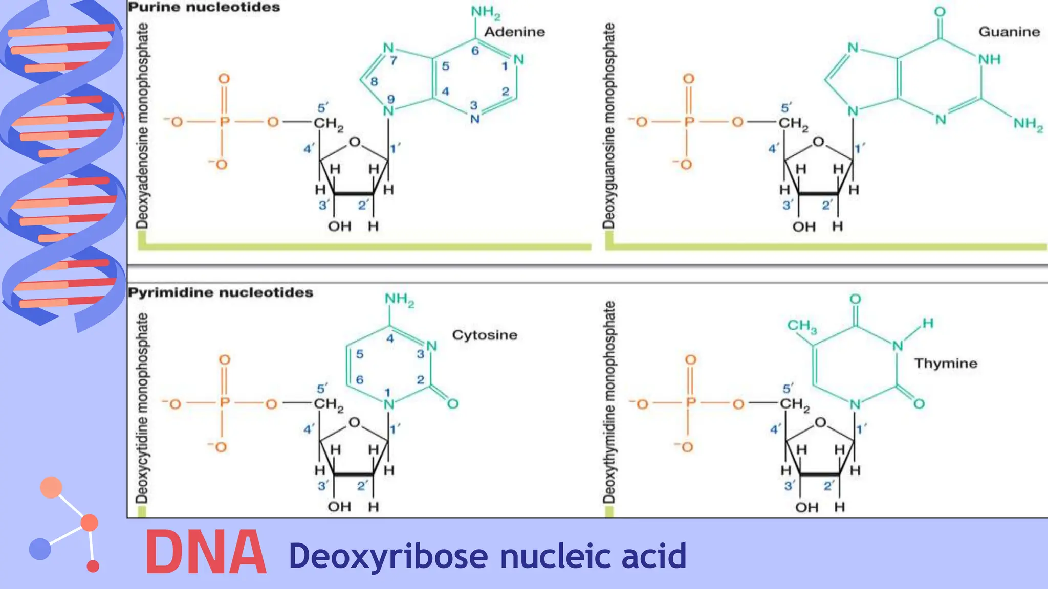 Nucleic Acid DNA and RNA for High School Students.pptx