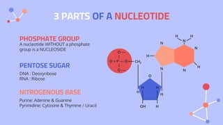 Nucleic Acid DNA and RNA for High School Students.pptx