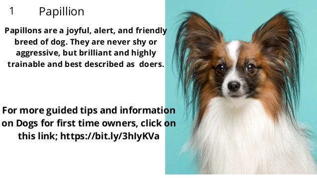 11 best dogs for first time owners | PDF