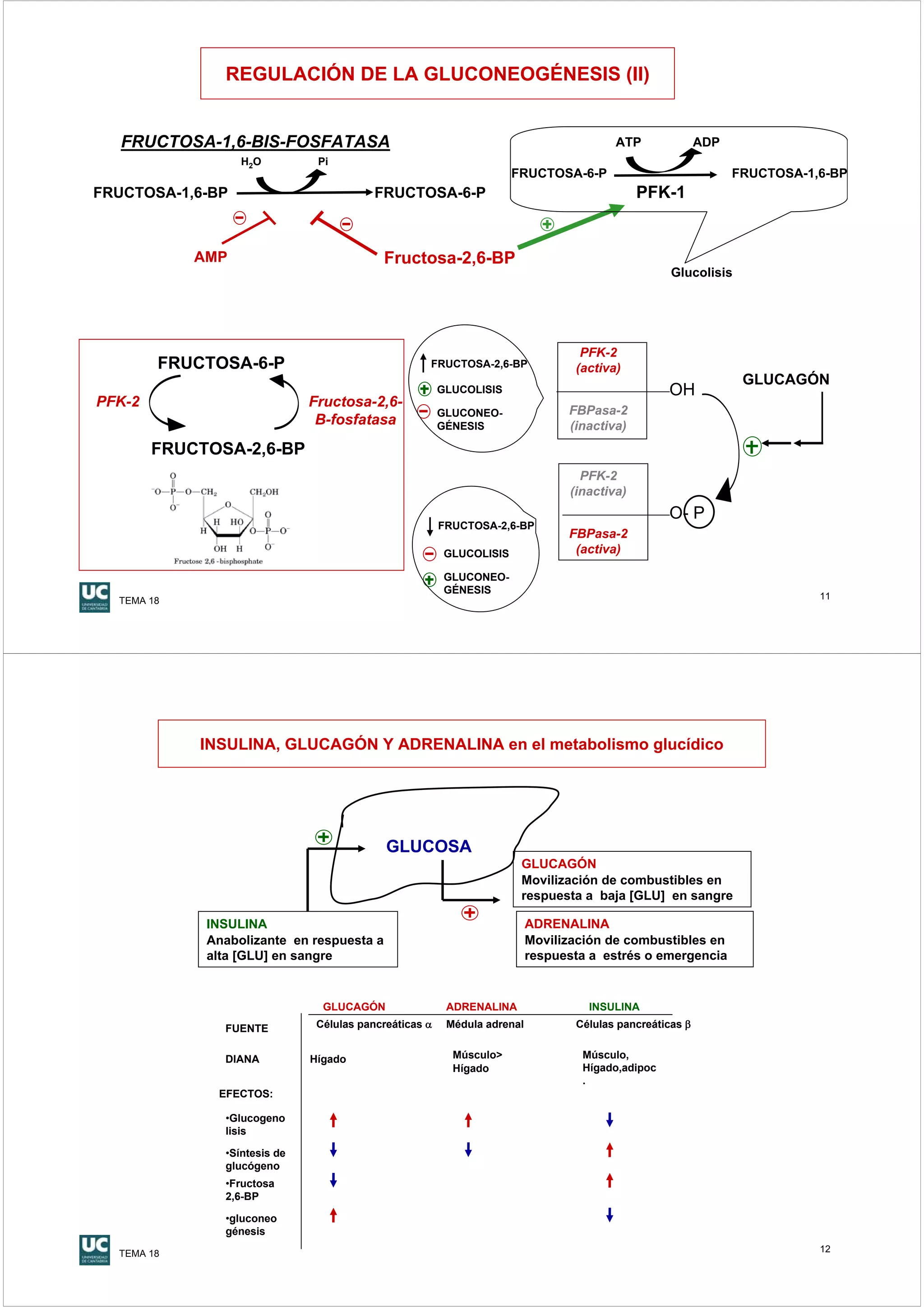 gluconeogénesis y ruta pentosa fosfato | PDF