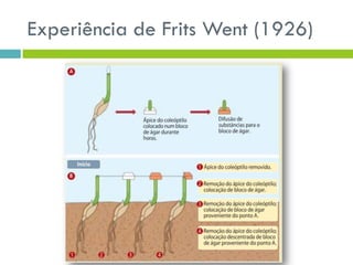 (11) biologia e geologia 10º ano - hormonas vegetais | PDF
