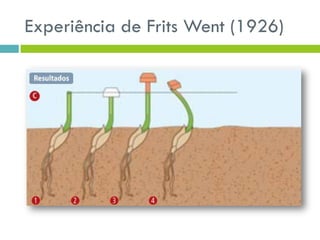 (11) biologia e geologia 10º ano - hormonas vegetais | PDF