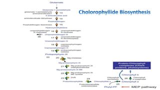 Biosynthesis and properties of cholorophyll | PPTX
