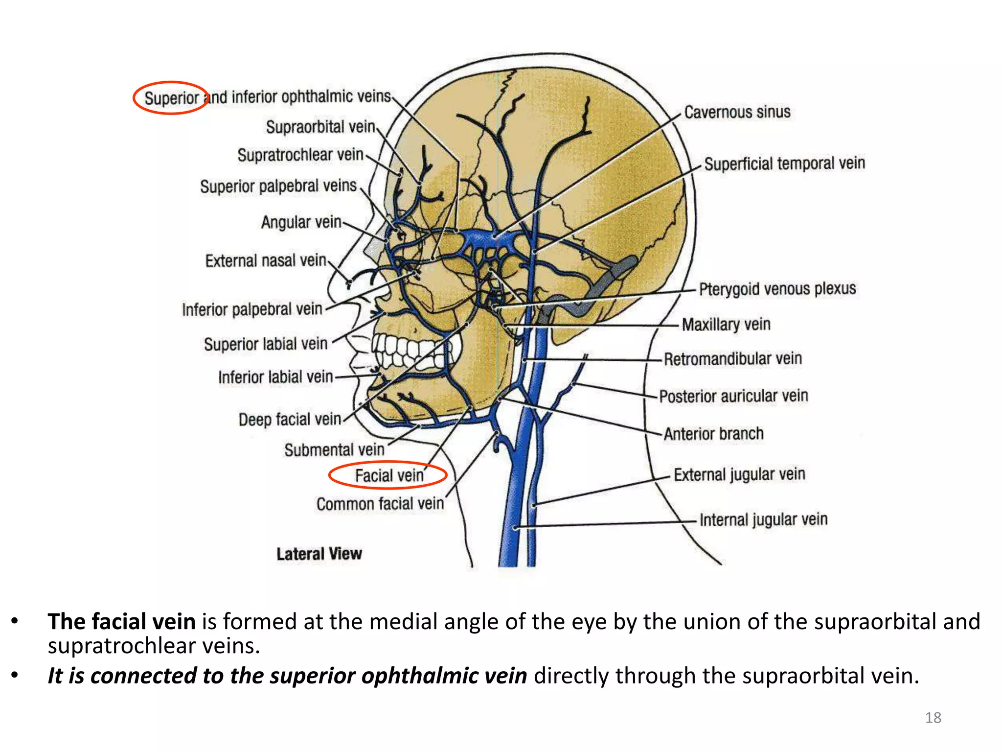 Blood supply of face | PPTX