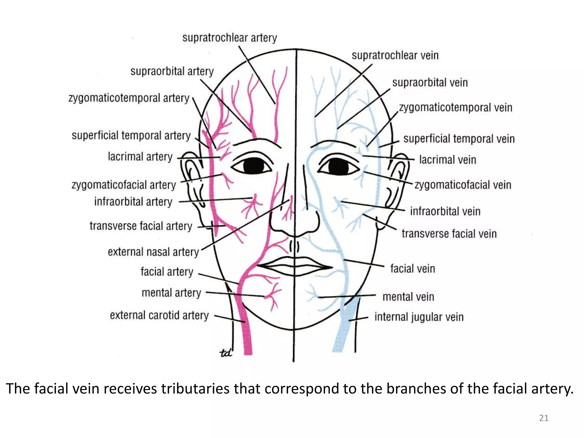 Blood supply of face | PPTX