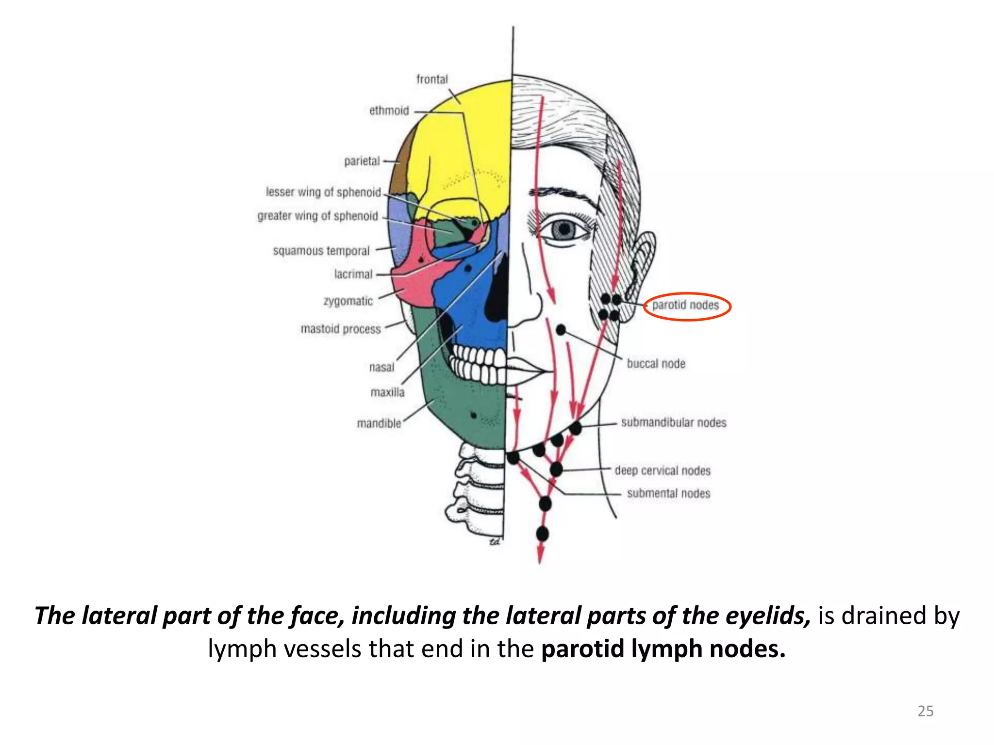 Blood supply of face | PPTX