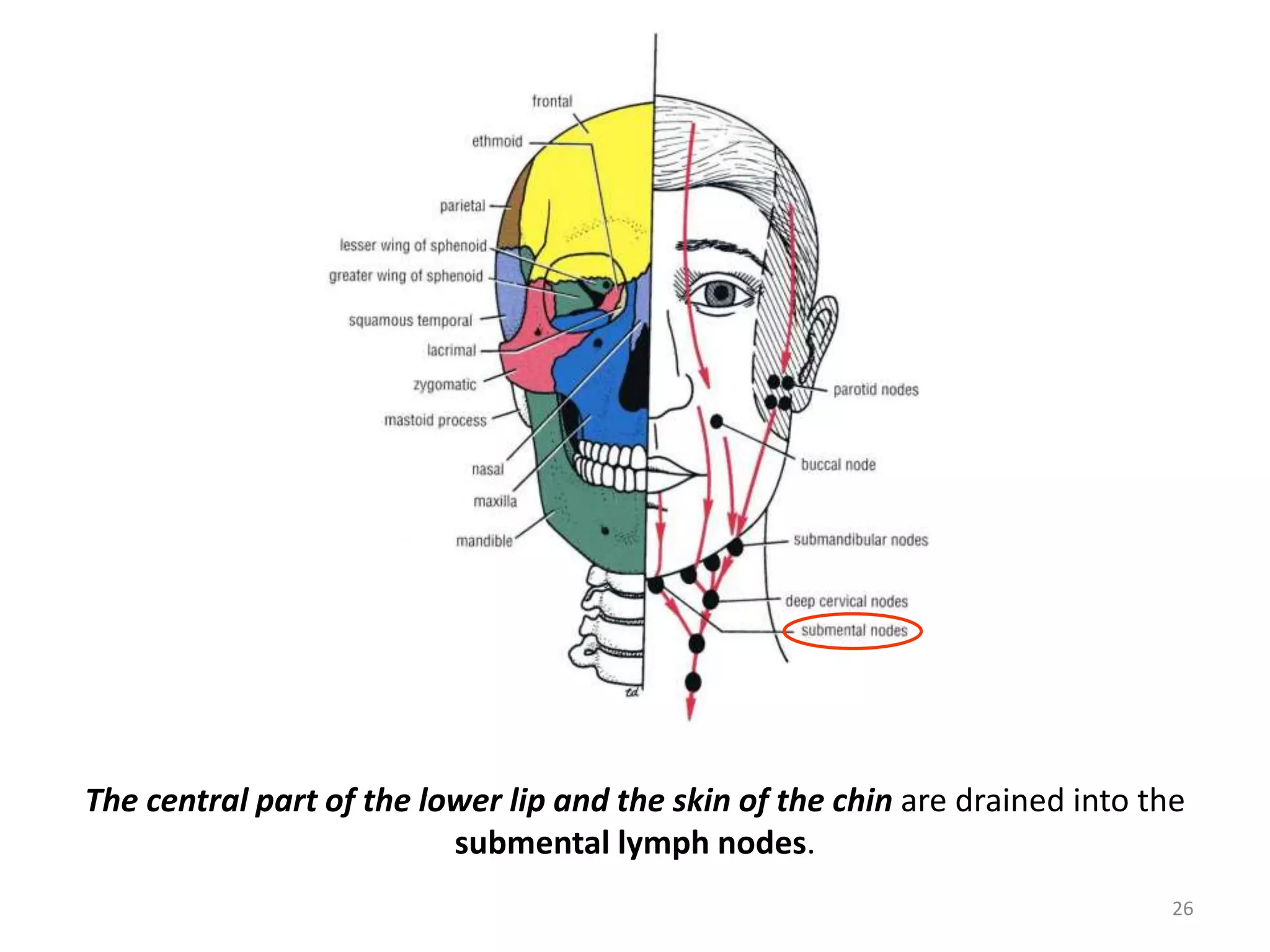 Blood supply of face | PPTX