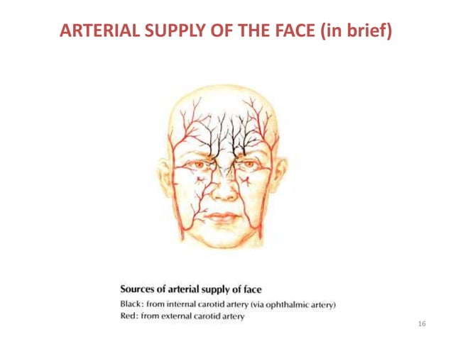 Blood supply of face | PPT