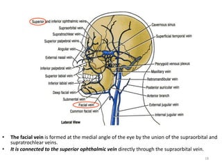Blood supply of face | PPTX